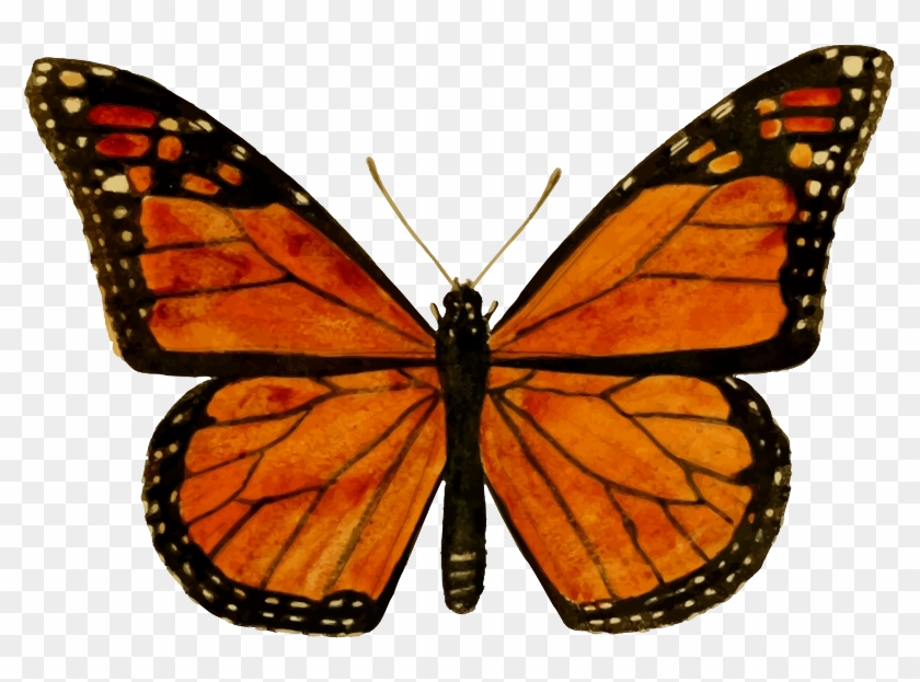 Monarch Butterfly Png Download Image - Monarch Butterfly, Transparent ...