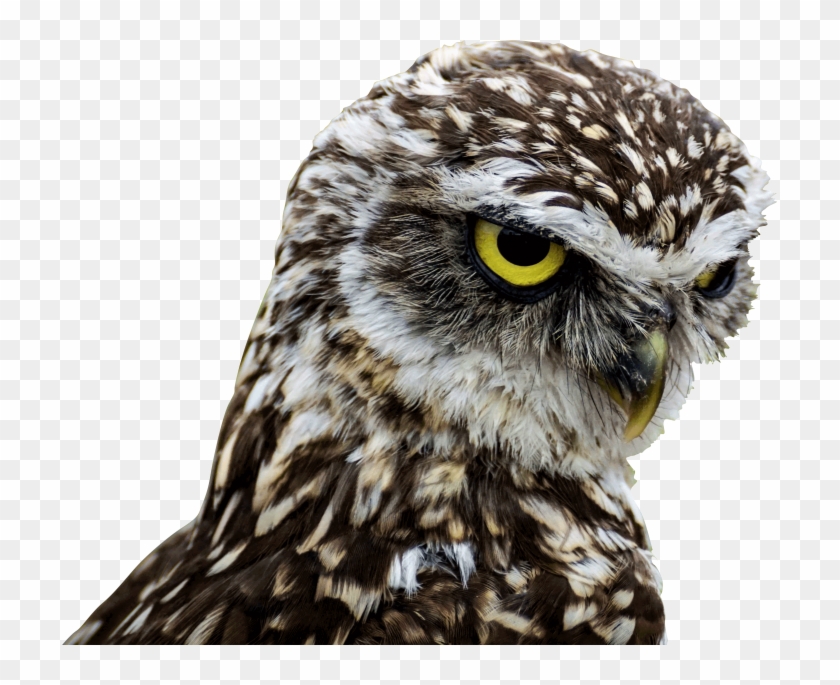 Birds Of Prey Good Morning, HD Png Download - 715x605(#825223) - PngFind