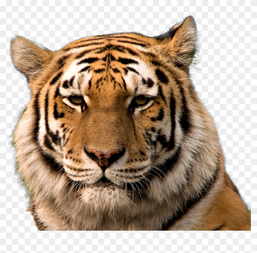 Tiger Face Hd Images Free - Infoupdate.org