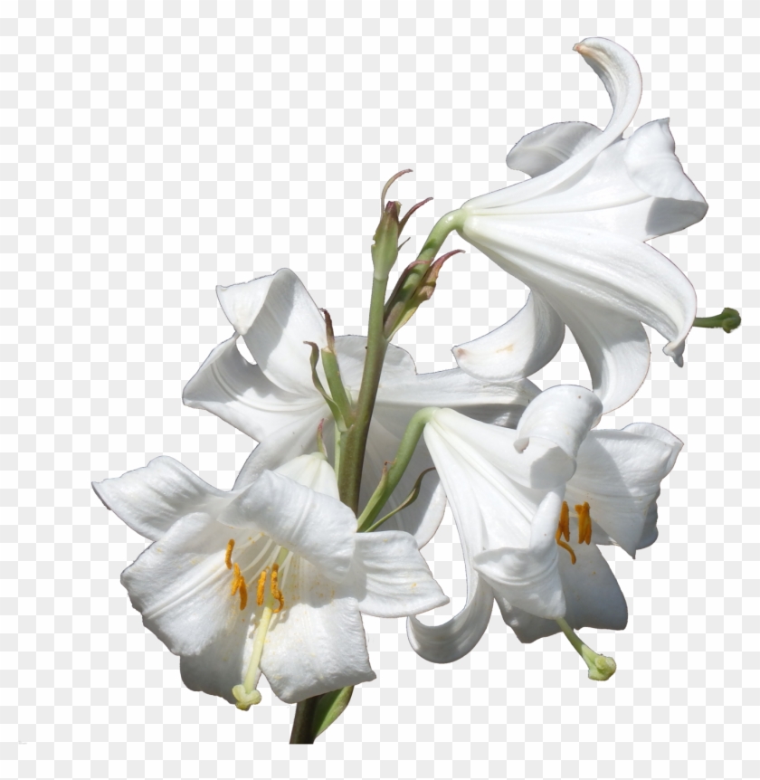Lilies Png, Transparent Png - 1600x1478(#851858) - PngFind