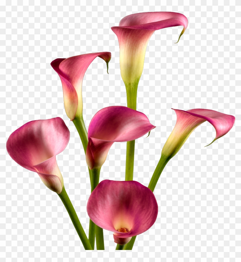 Calla Lily , Png Download, Transparent Png - 1912x1993(#852143) - PngFind