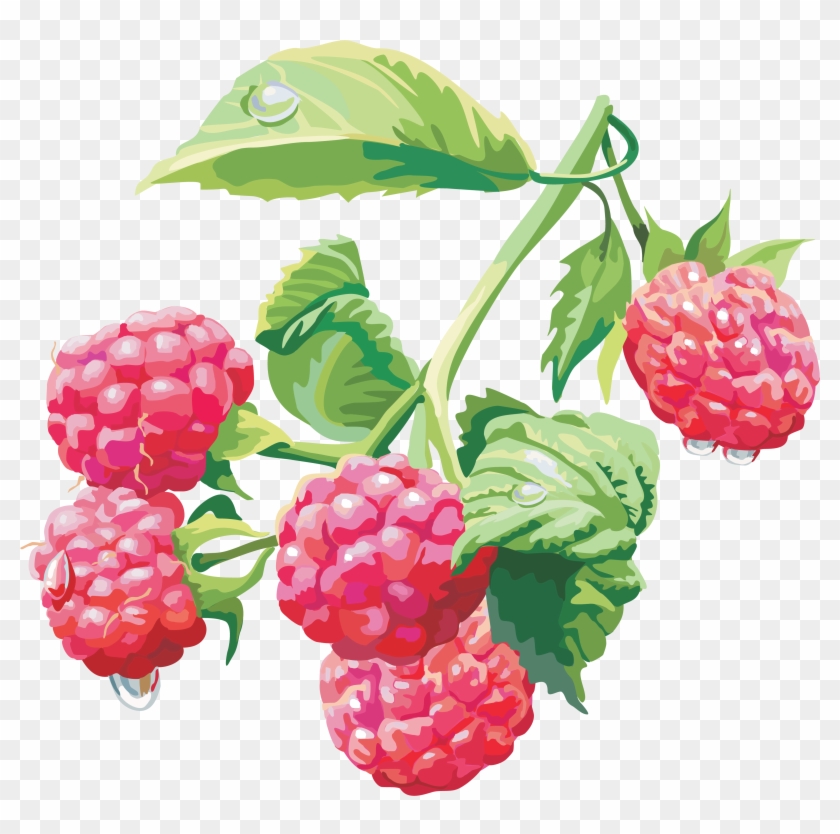 Raspberry - Raspberry Drawing Png, Transparent Png - 3705x3505(#852759 ... Raspberry - Raspberry Drawing Png, Transparent Png - 3705x3505(#852759 ...