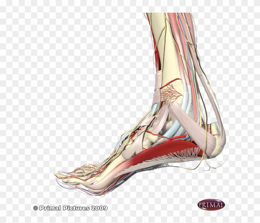 Plantar Fascia And Arch Muscles - Foot Arch Muscles, HD Png Download ...