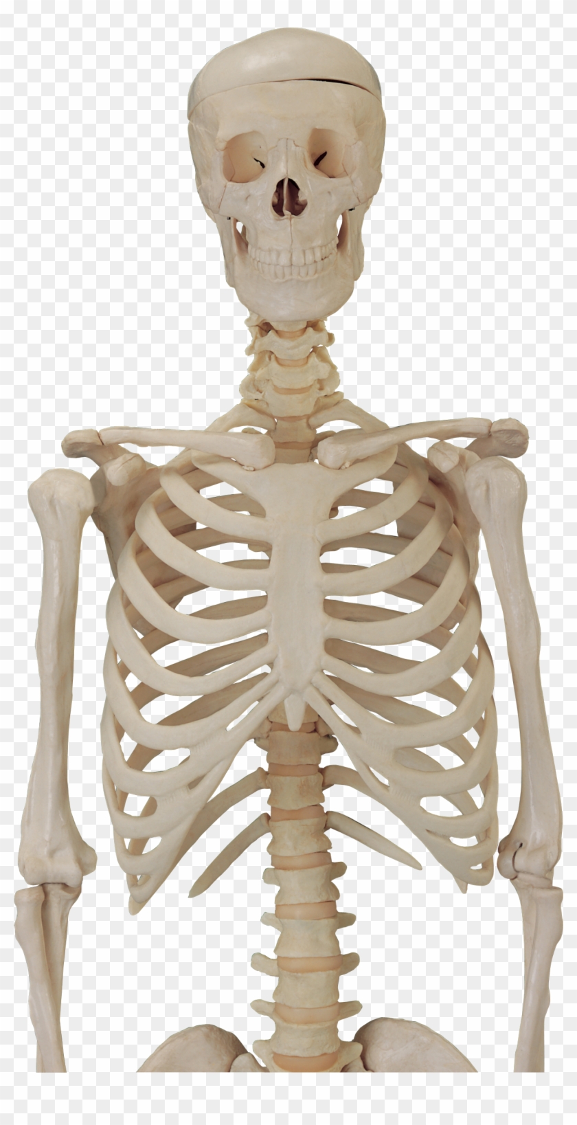 Human Body Skeleton Png, Transparent Png - 1227x2334(#890017) - PngFind