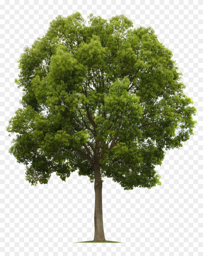 Maple Tree Png - High Quality Tree Png, Transparent Png - 1903x2304 ... Maple Tree Png - High Quality Tree Png, Transparent Png - 1903x2304 ...