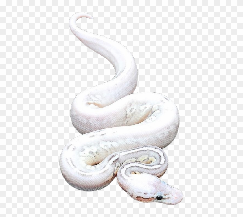 Snake Png - Burmese Python, Transparent Png - 493x750(#936418) - PngFind