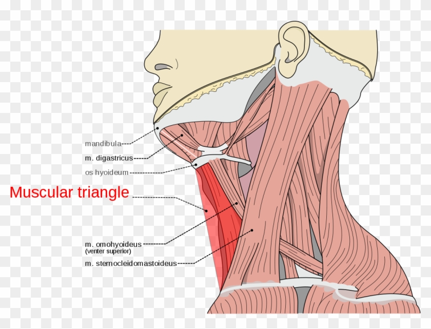 Muscular Triangle Of Neck, HD Png Download - 1200x815(#943678) - PngFind