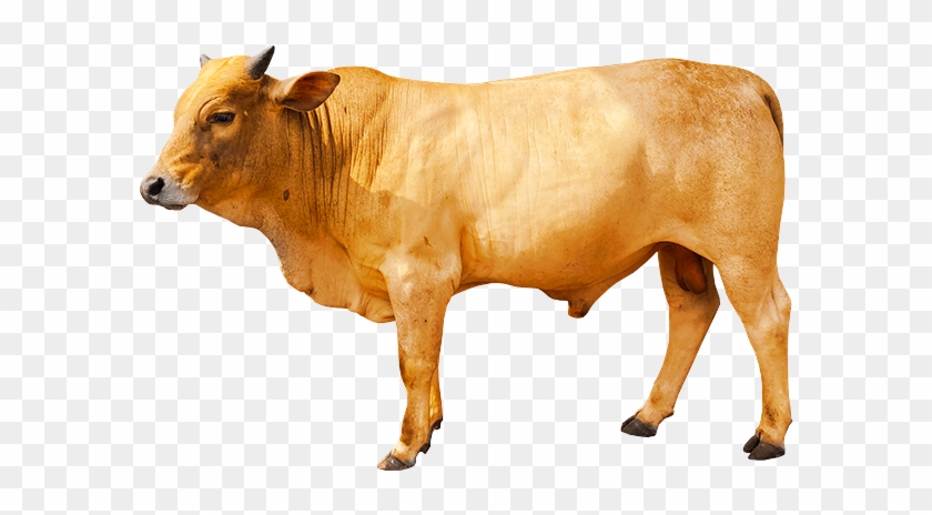 Kk Cross - Lembu Png, Transparent Png - 708x451(#948337) - PngFind