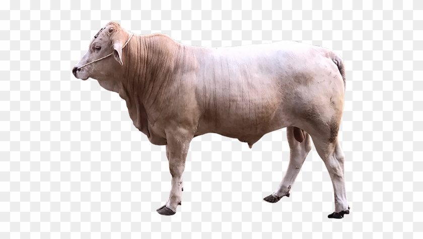 Charolais - Lembu Png, Transparent Png - 708x451(#948446) - PngFind