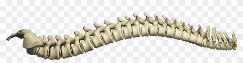 Human Spine Png, Transparent Png - 1024x490(#957105) - PngFind