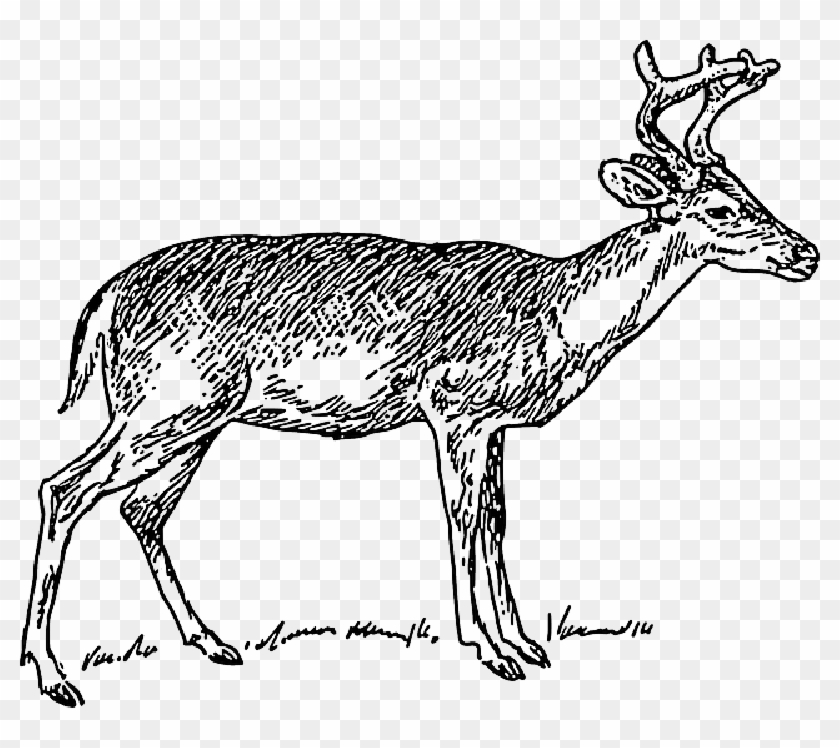 Free Pictures Deer Images Found Mammals Wild - Venado Cola Blanca En ...