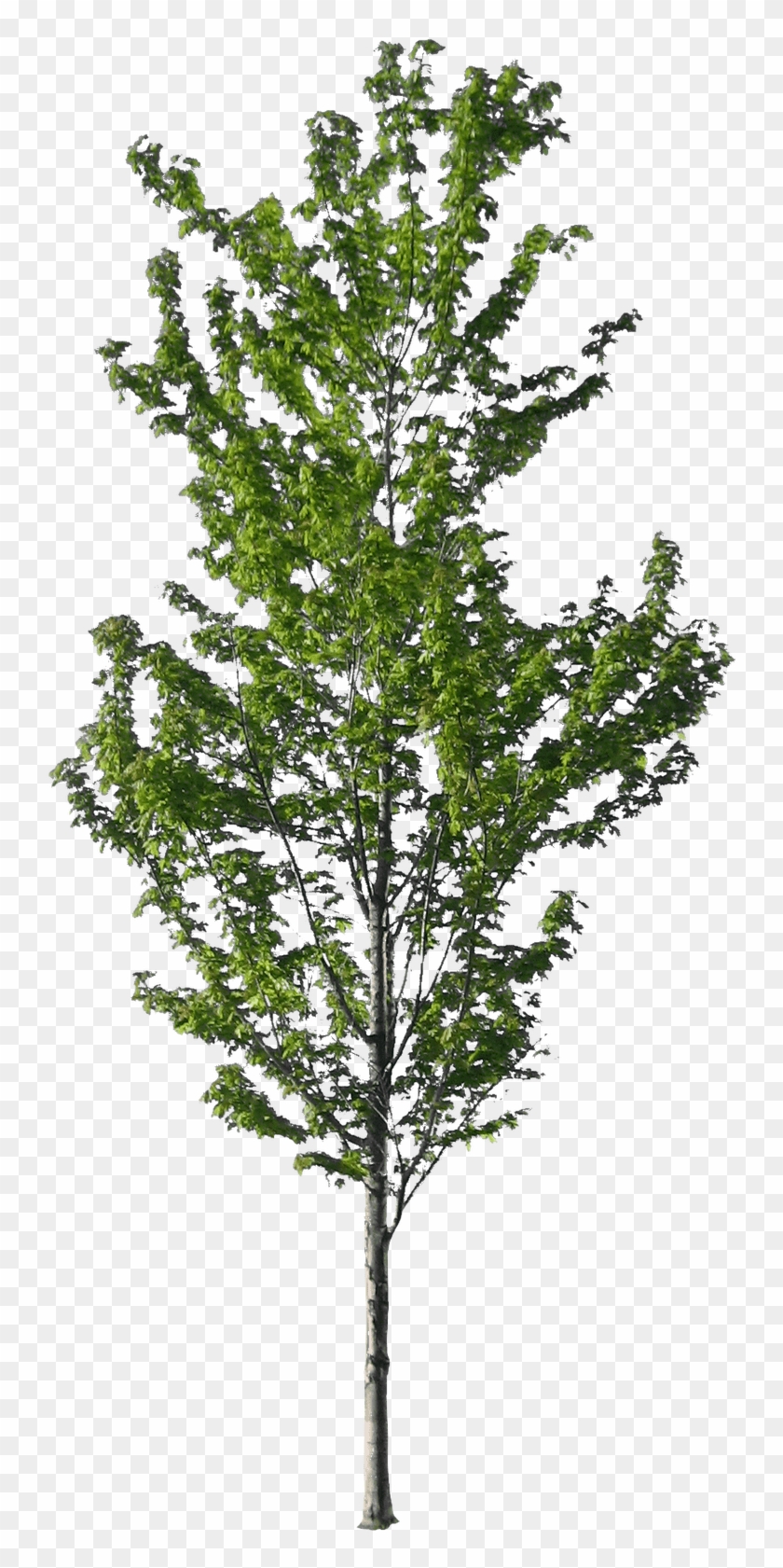 Rbol - Thanaka Tree, HD Png Download - 1600x1600(#968381) - PngFind