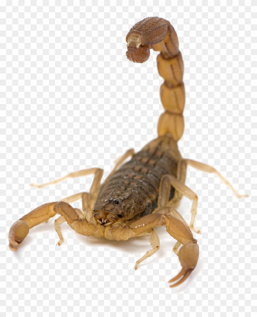 Scorpion Png Picture - Scorpion Png, Transparent Png - 1386x1385 ...