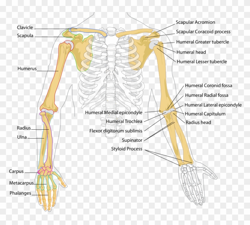 Human Arm Bones Diagram Bones In The Arm HD Png Download 858x753 